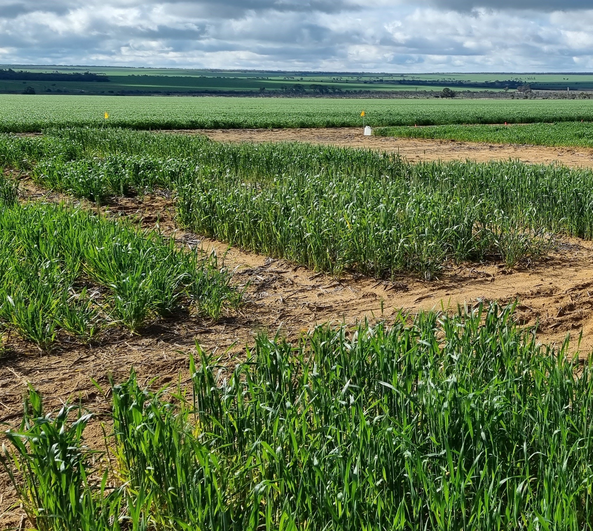 Projects - SLR Agriculture